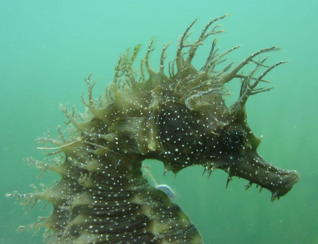 033 head 2 cropped | The Seahorse Trust