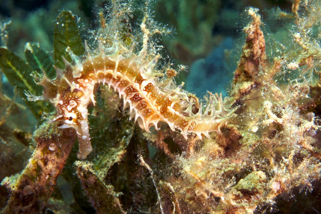 GuyLian Seahorses of the World 2010 - Zeepaard 1 | The Seahorse Trust