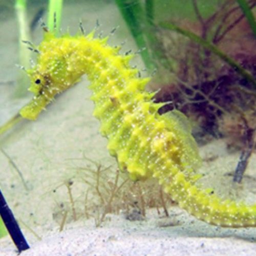 Seahorse Biology | The Seahorse Trust