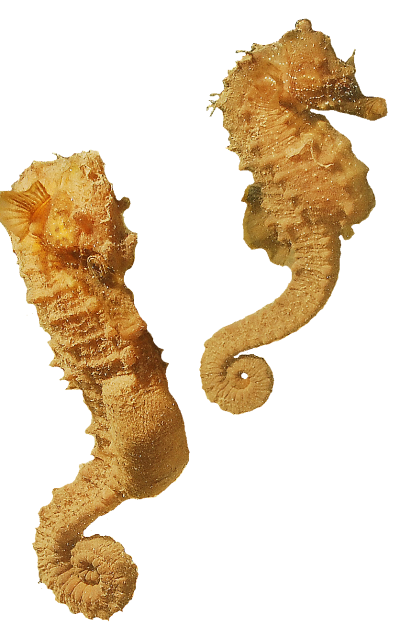 Seahorse Biology | The Seahorse Trust