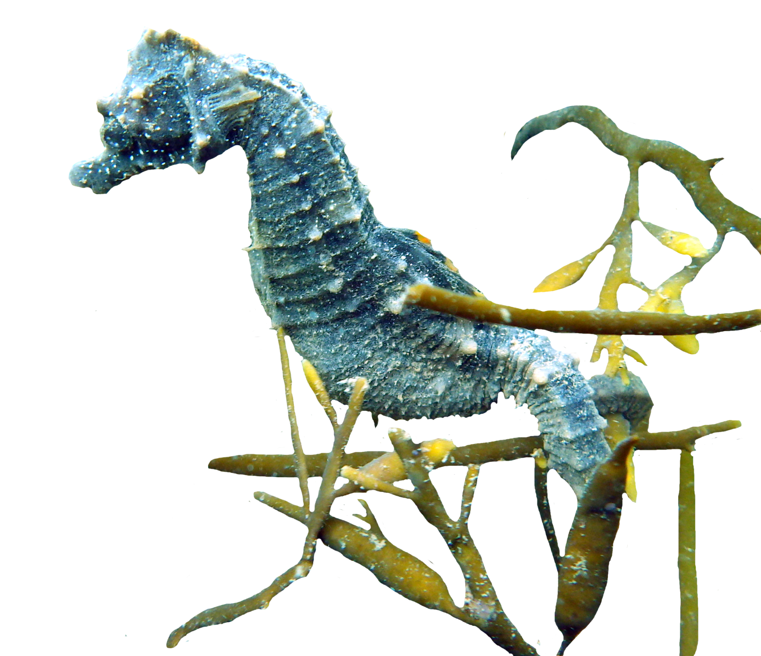Seahorse Biology | The Seahorse Trust