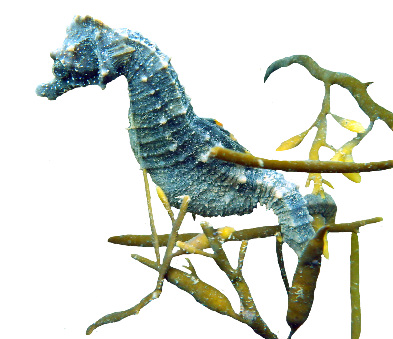 Seahorse Biology | The Seahorse Trust