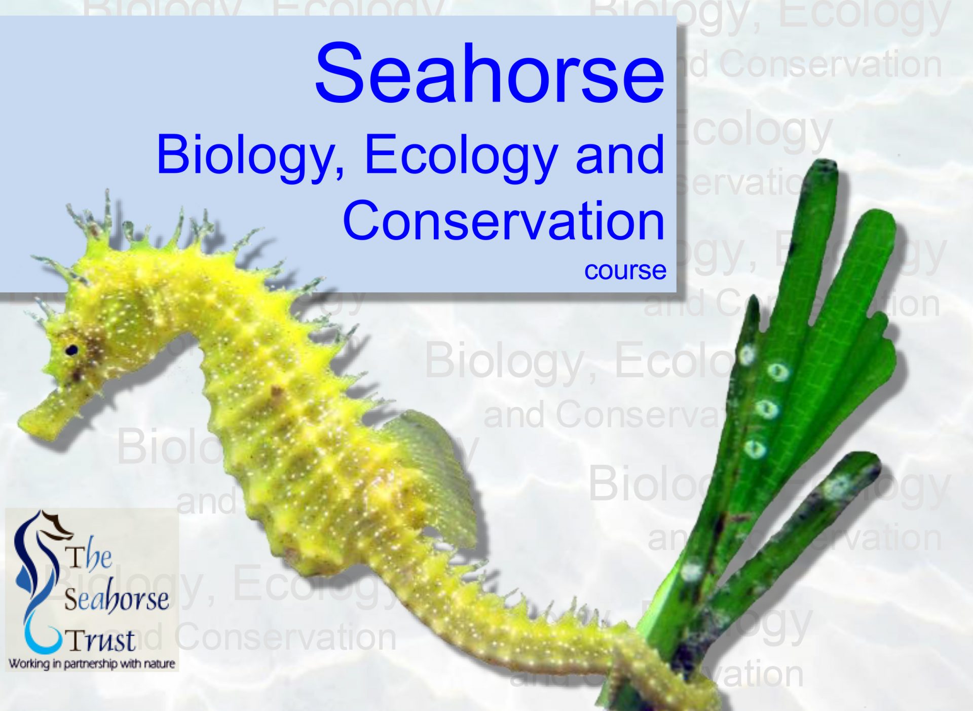 INtro online course image | The Seahorse Trust