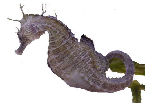 Seahorse Biology | The Seahorse Trust