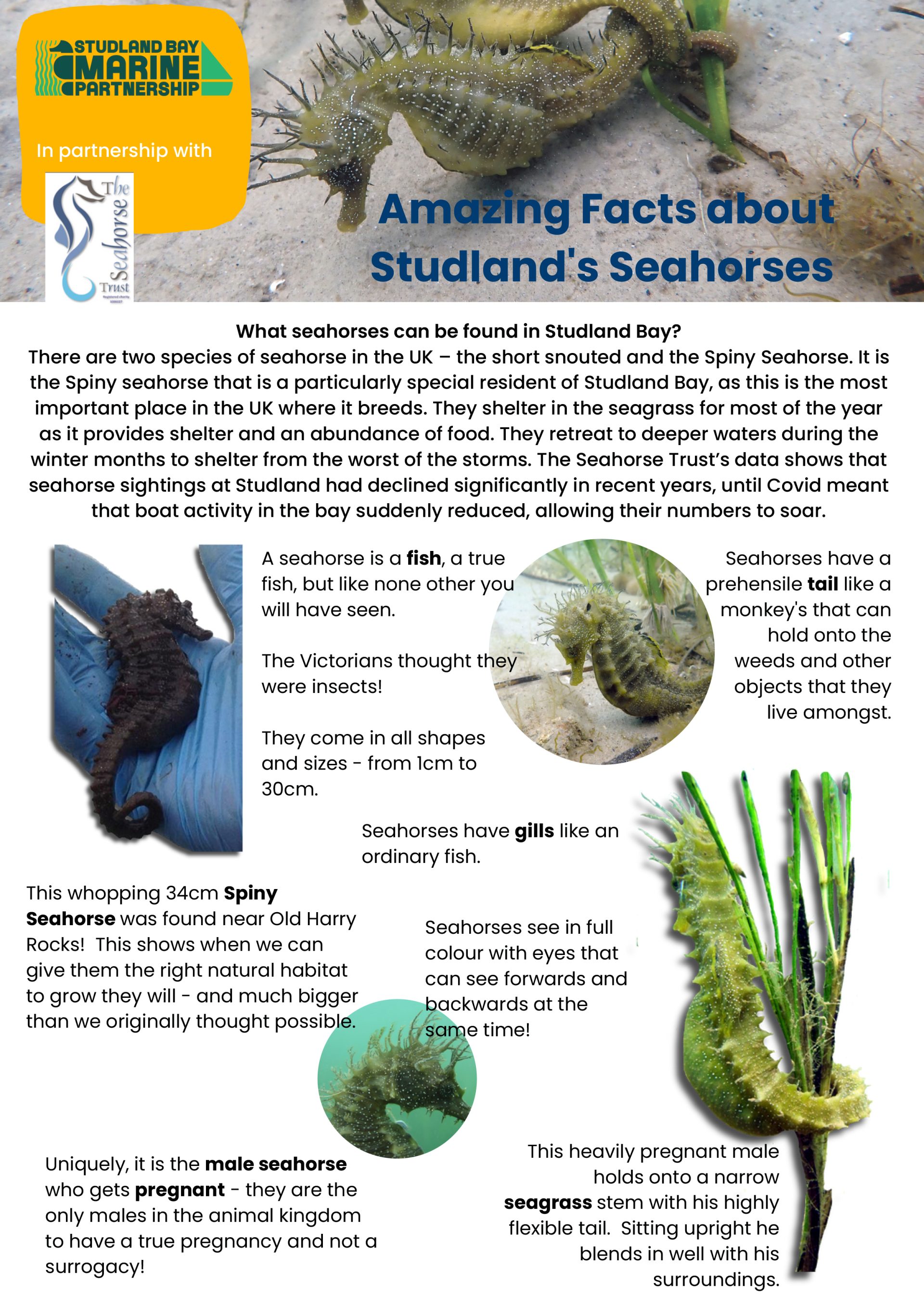 Family Seahorse Guide SBMP | The Seahorse Trust